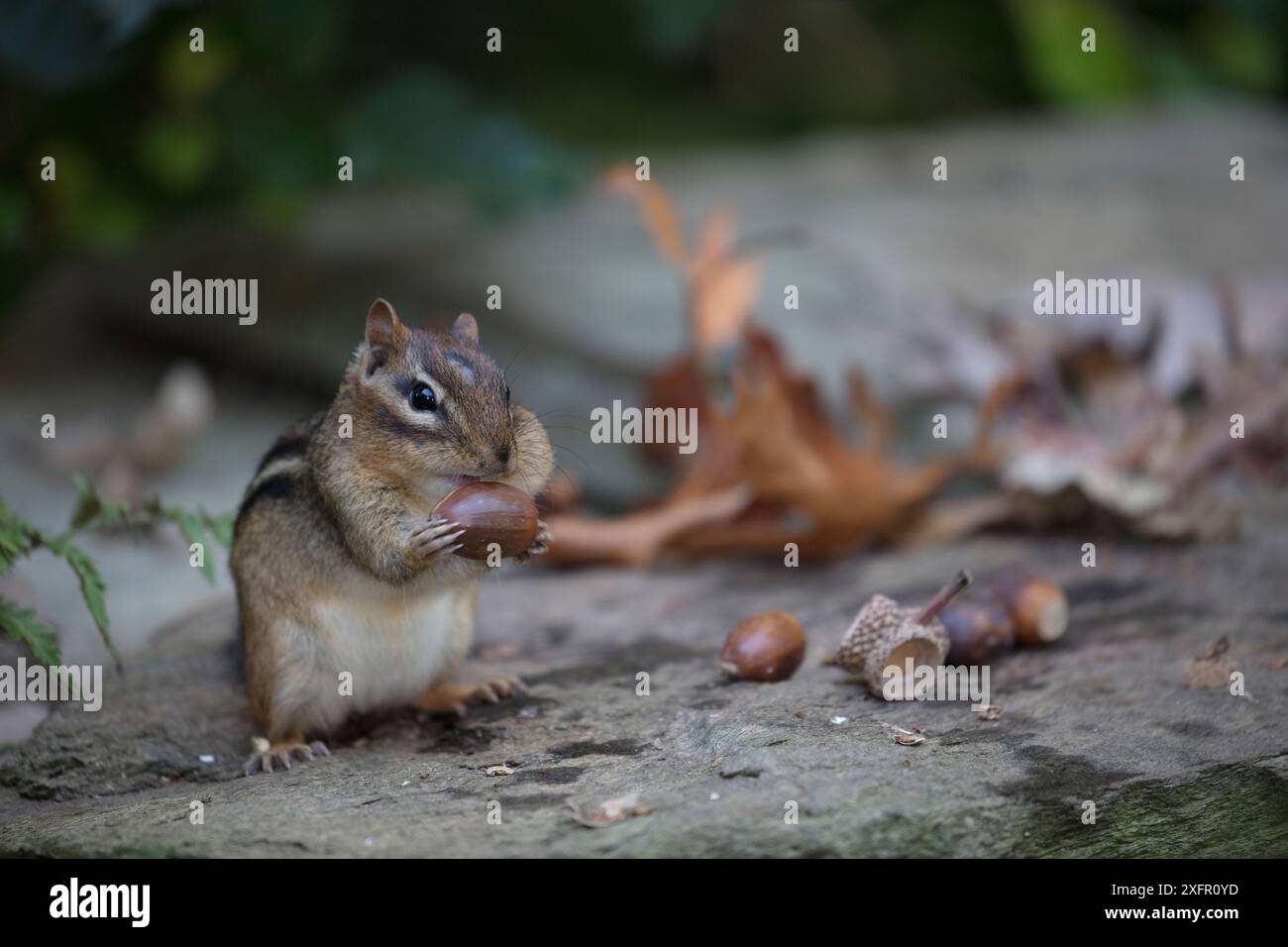 American white oak acorns hi-res stock photography and images - Alamy