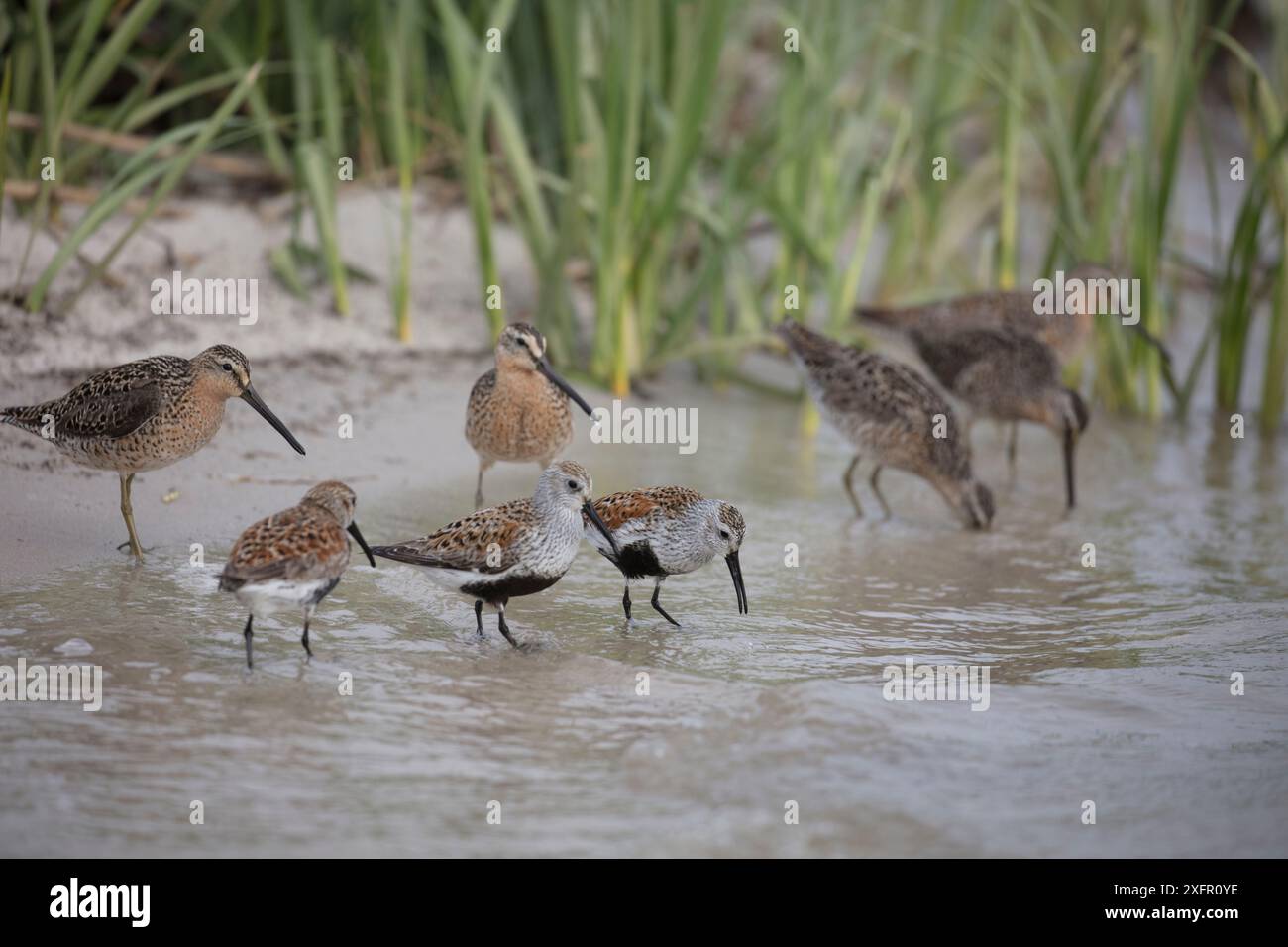 Sandpiper eggs hi-res stock photography and images - Alamy