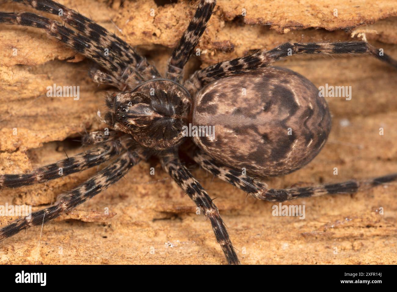 Fishing spider (Dolomedes tenebrosus) hiding in log, Wissahickon Valley ...