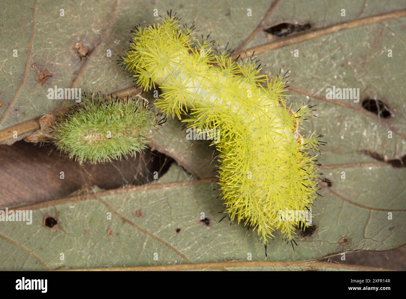 Io moth caterpillar (Automeris io) with shed exuvium, Pennsylvania, USA ...