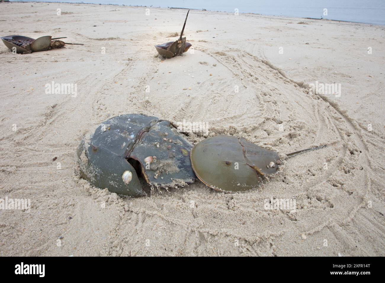 Horseshoe crab (Limulus polyphemus) pair mating with and tracks in ...