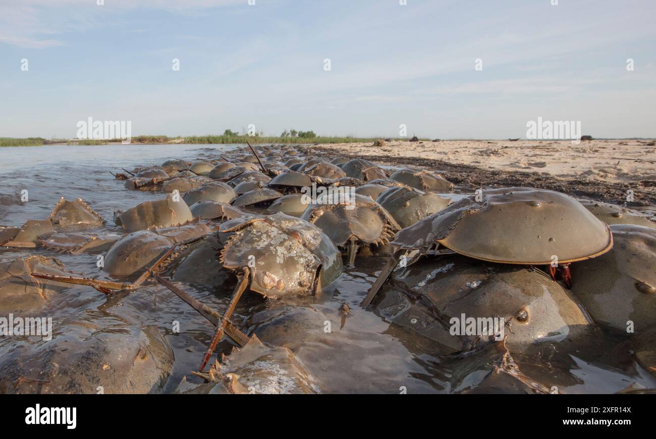 Horseshoe crabs (Limulus polyphemus) spawning on the beach; Moore's ...