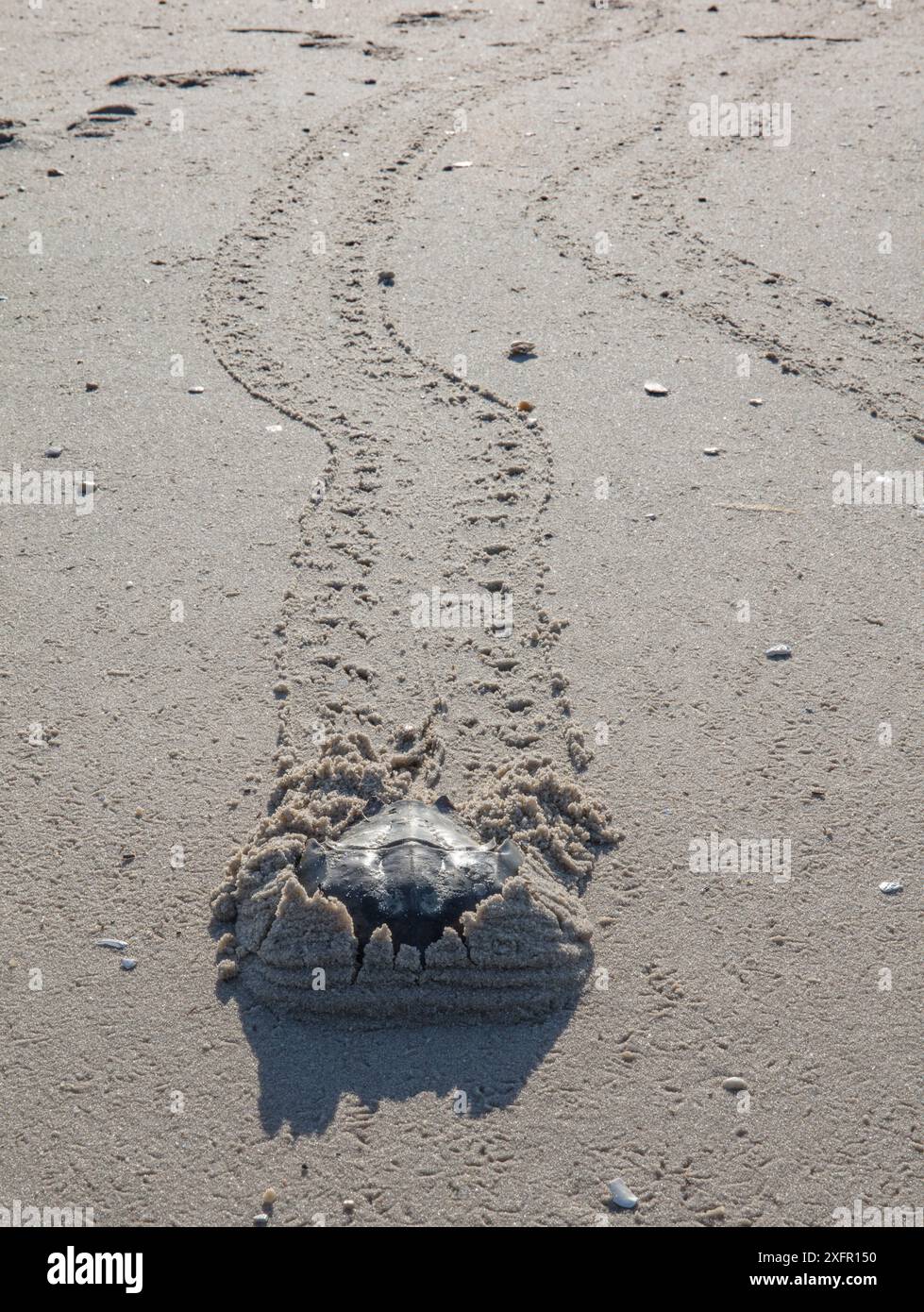 Horseshoe crab (Limulus polyphemus) on beach with tracks in sand, New ...