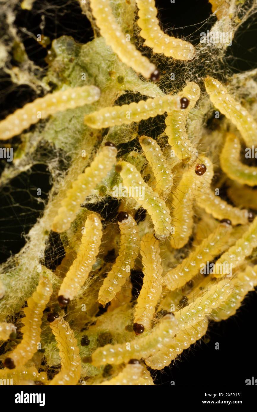 Milkweed tiger moth (Euchaetes egle) caterpillars on Common milkweed ...
