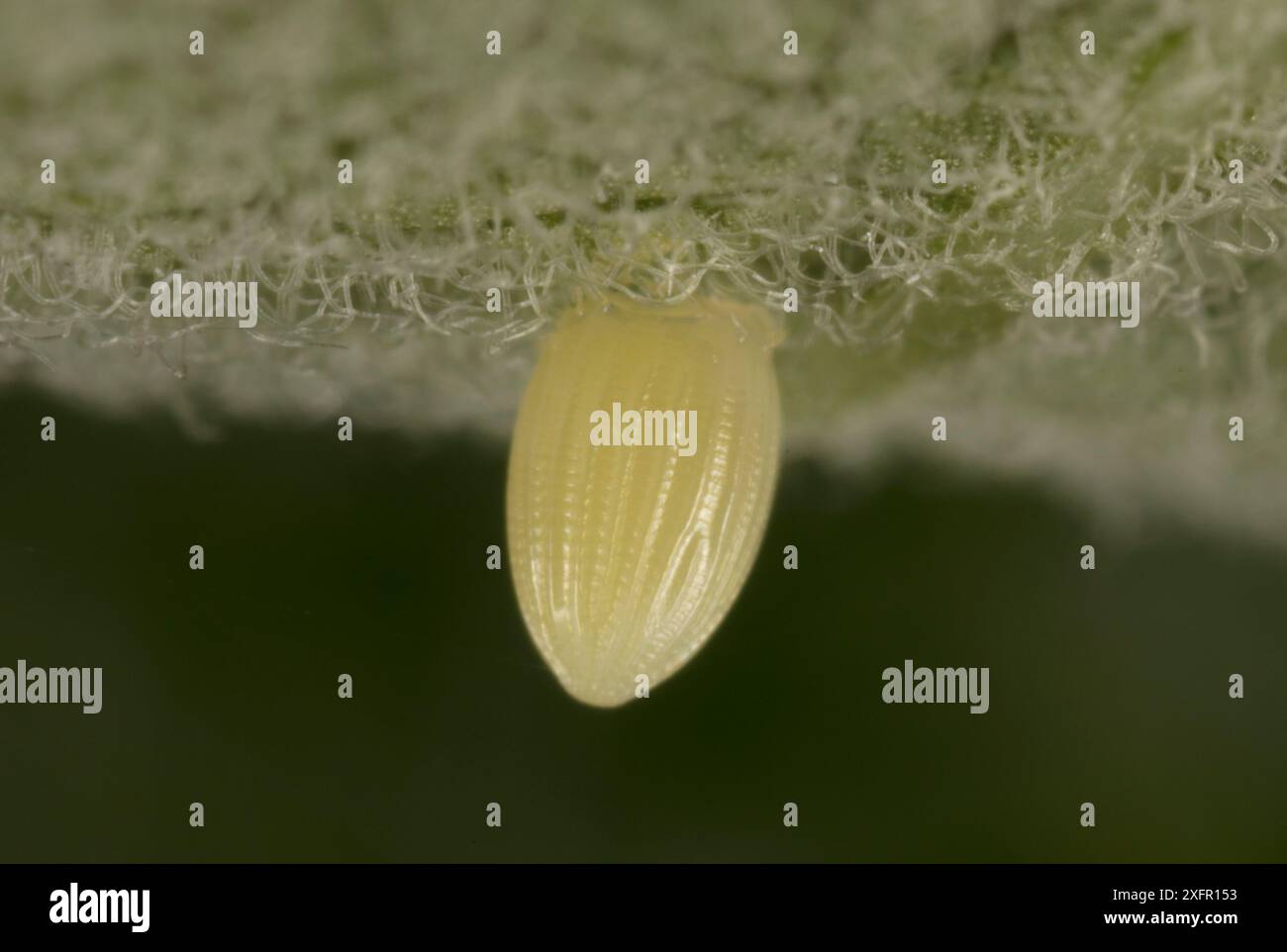 Monarch butterfly ( Danaus plexippus) egg on common milkweed ...