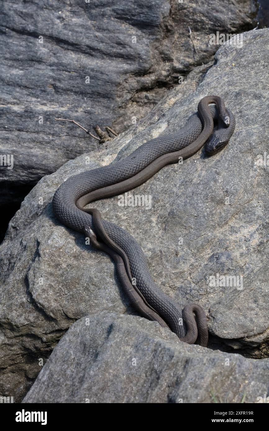 Northern water snake (Nerodia sipedon sipedon) mating behavior; Morris ...