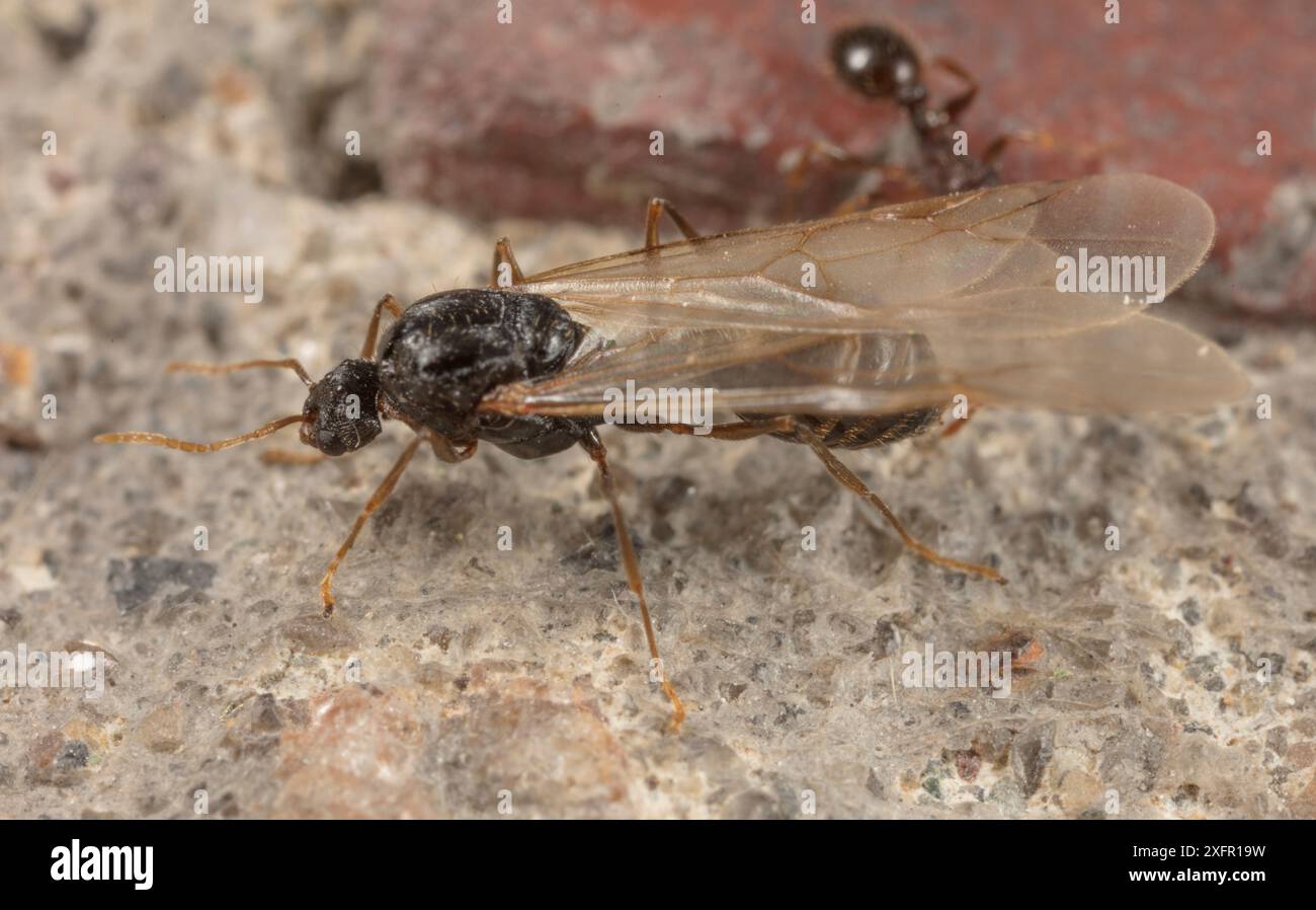 Pavement ant (Tetramorium) alate, Philadelphia, Pennsylvania, USA, July ...