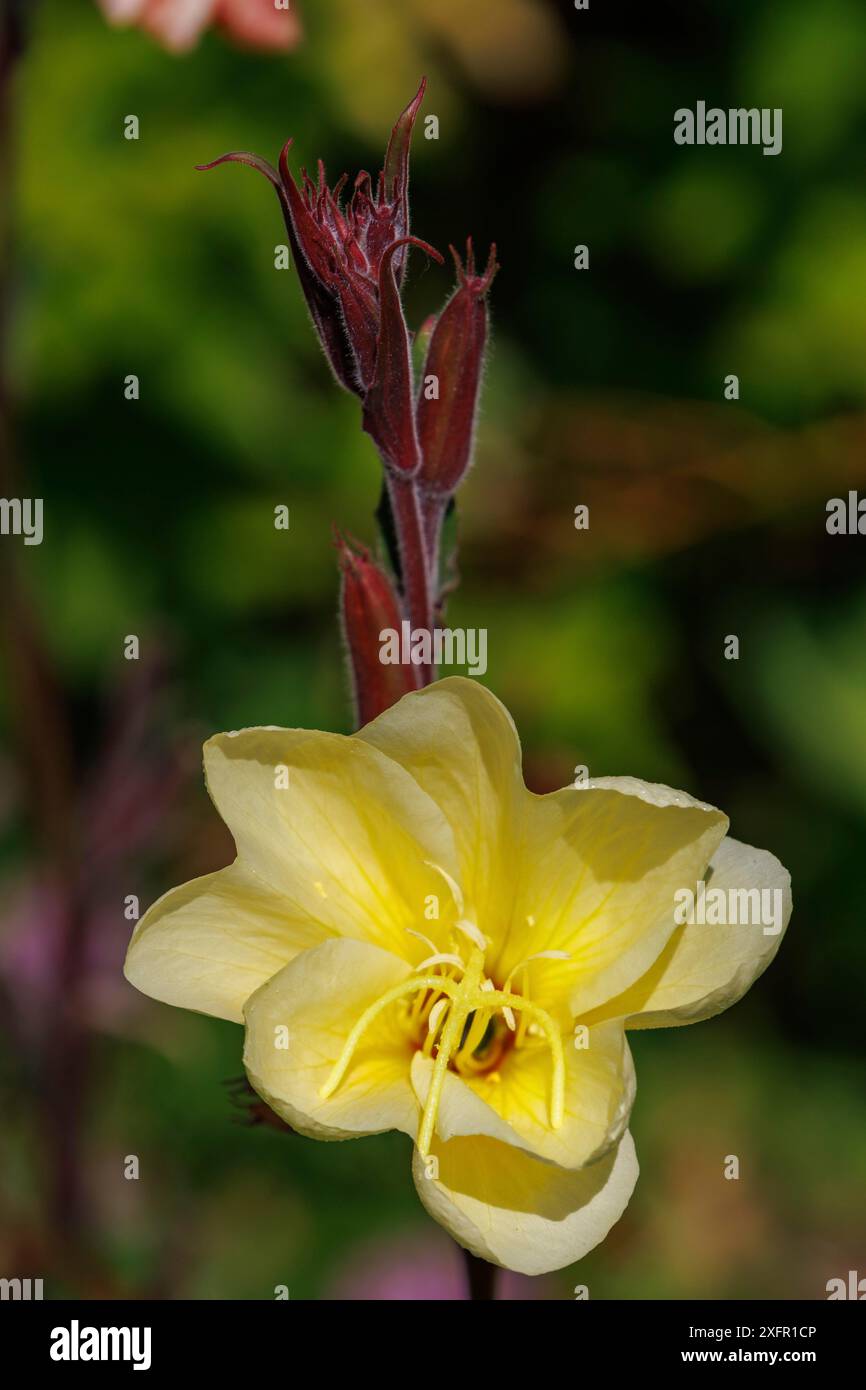 Close-up of a delicate yellow flower with fine details of the petals ...