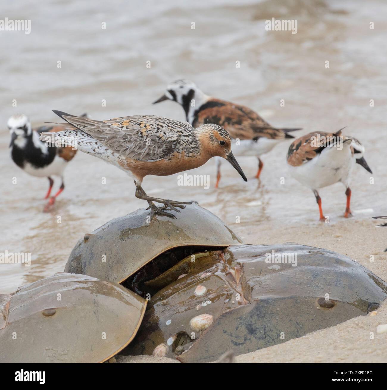Horseshoe crabs (Limulus polyphemus) on beach mating, with Ruddy ...