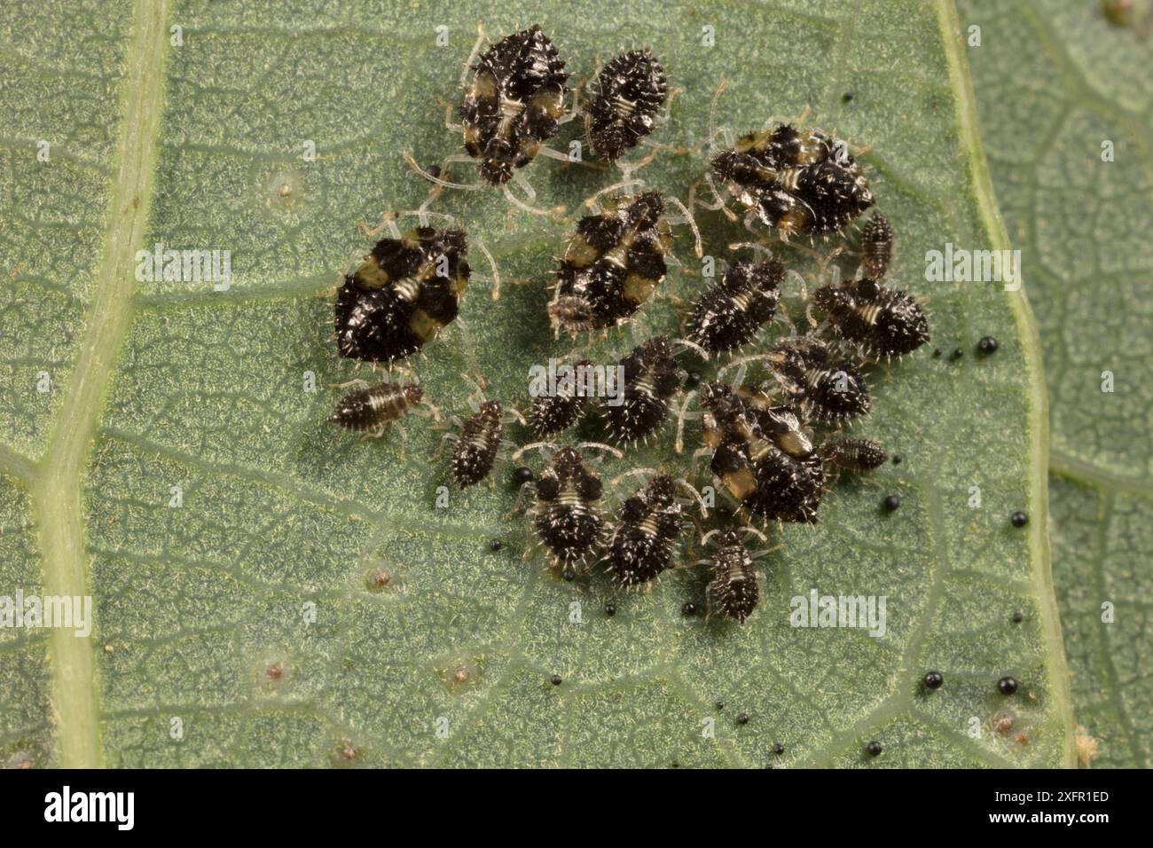 Oak lacebug (Corythuca arcuata) nymphs on white oak leaf, Philadelphia ...