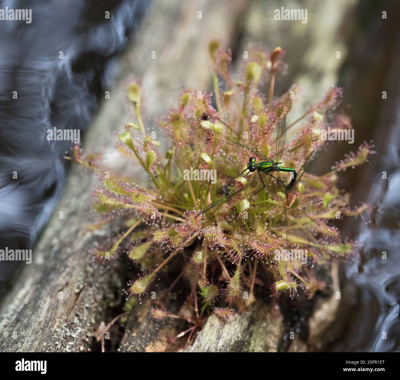 Spatulate-leaved sundew (Drosera intermedia) with Sparkling jewelwing ...