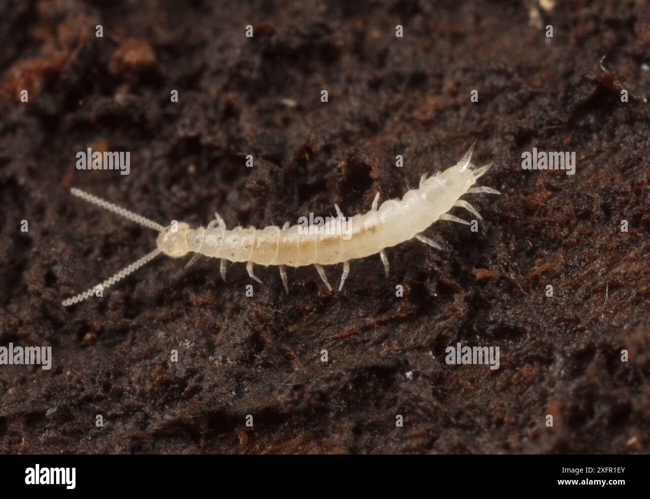 Garden cenitipede (Symphyla sp) Wissahickon Valley Park, Philadelphia ...