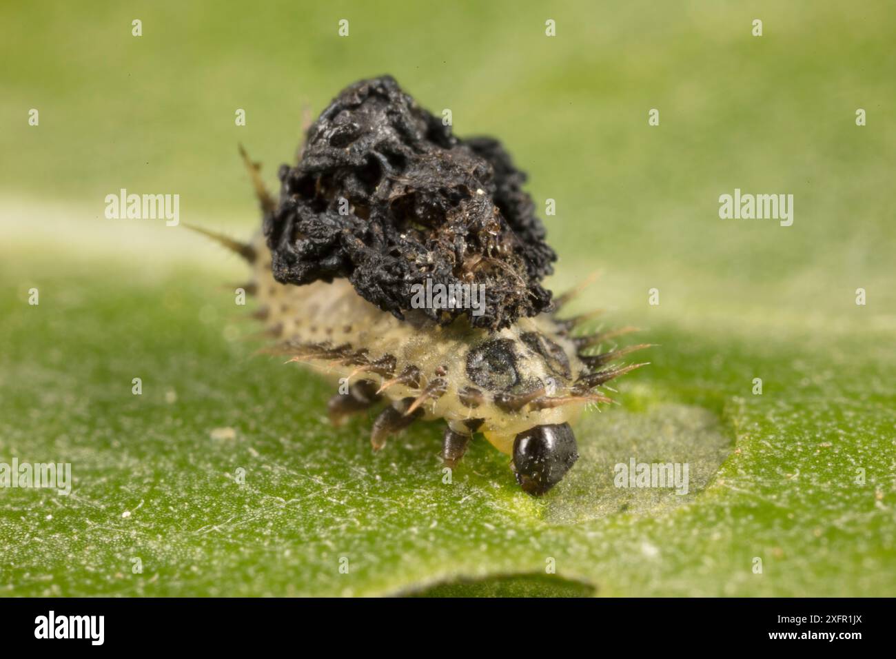 Thistle tortoise beetle (Cassida rubiginosa) which carries its ...