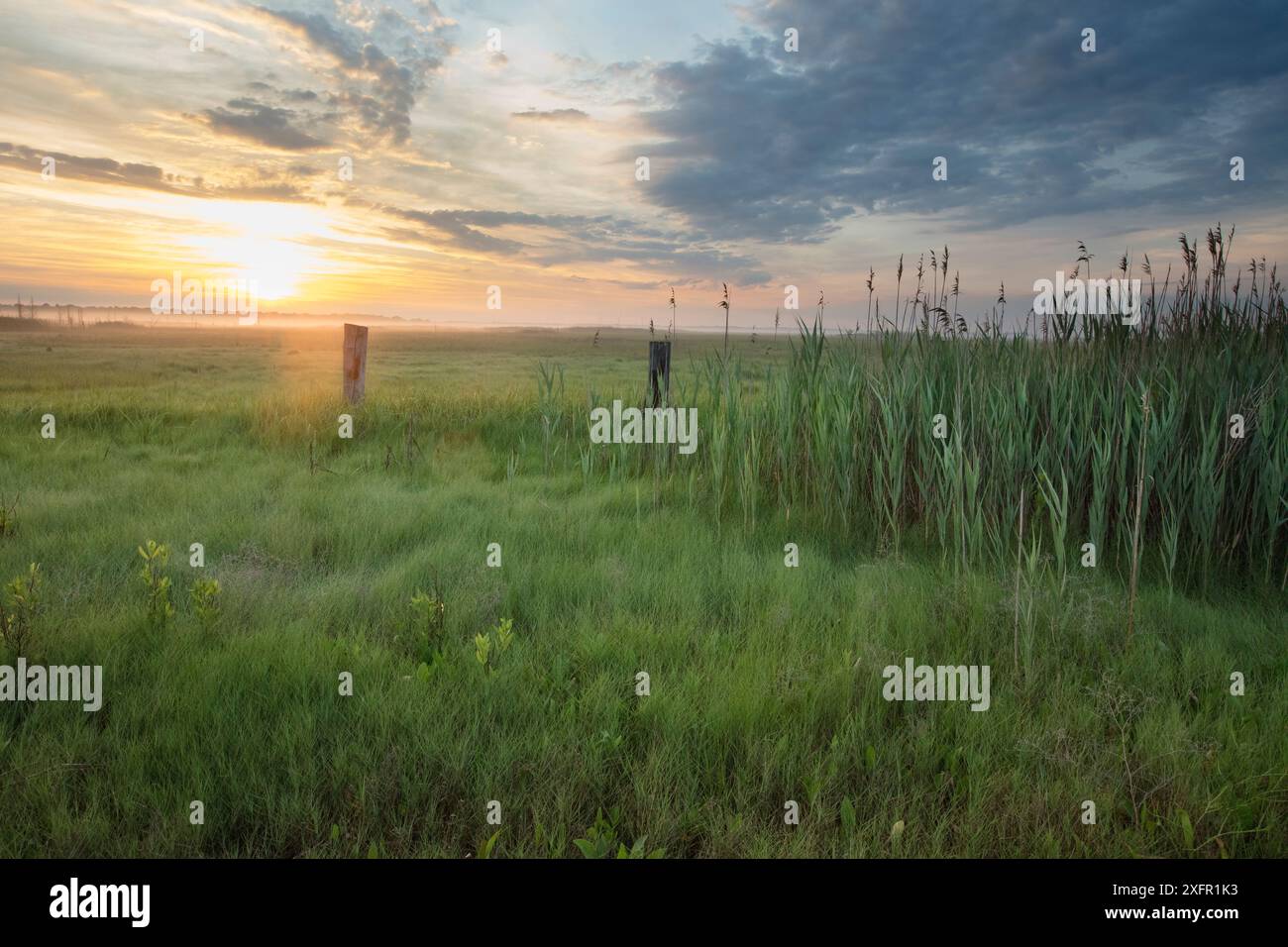 Sunrise over salt marsh, Moore's Beach, New Jersey, USA, June Stock ...