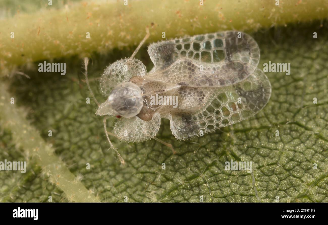 Walnut lace bug (Corythuca juglandis) on Manchurian Walnut leaf; Morris Arboretum, Philadelphia ...