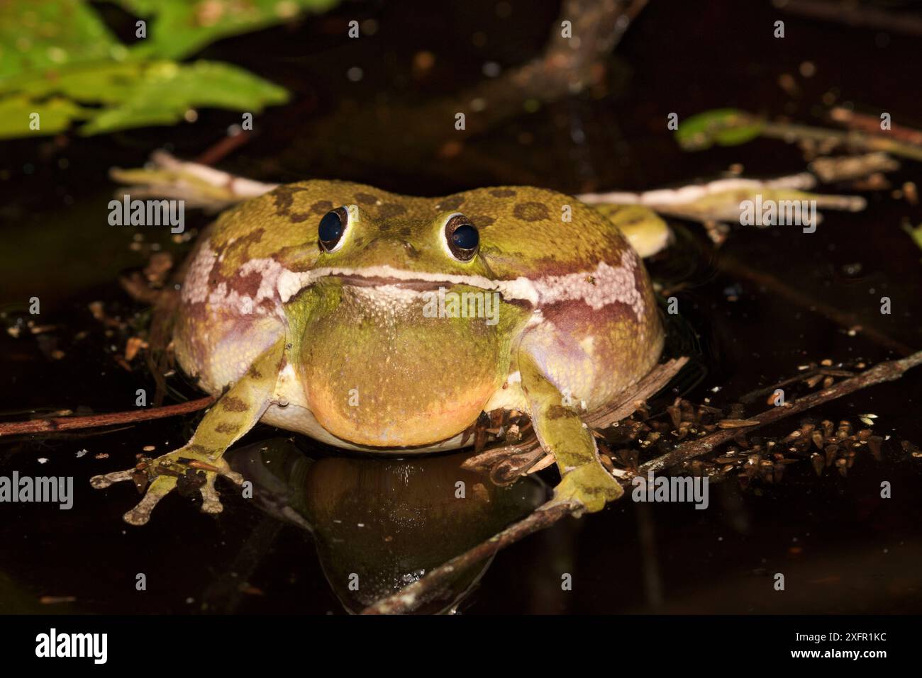 Barking treefrog (Hyla gratiosa) calling, Blackbird State Forest ...