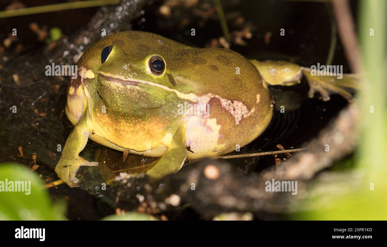 Barking treefrog (Hyla gratiosa) Blackbird State Forest, Delaware, USA ...