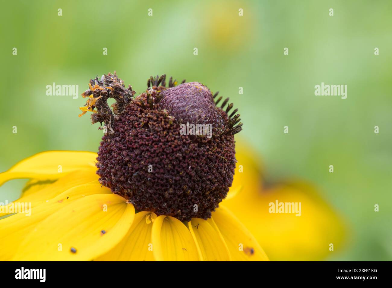 Wavy-lined emerald moth caterpillar (Synchlora aerata) which ...