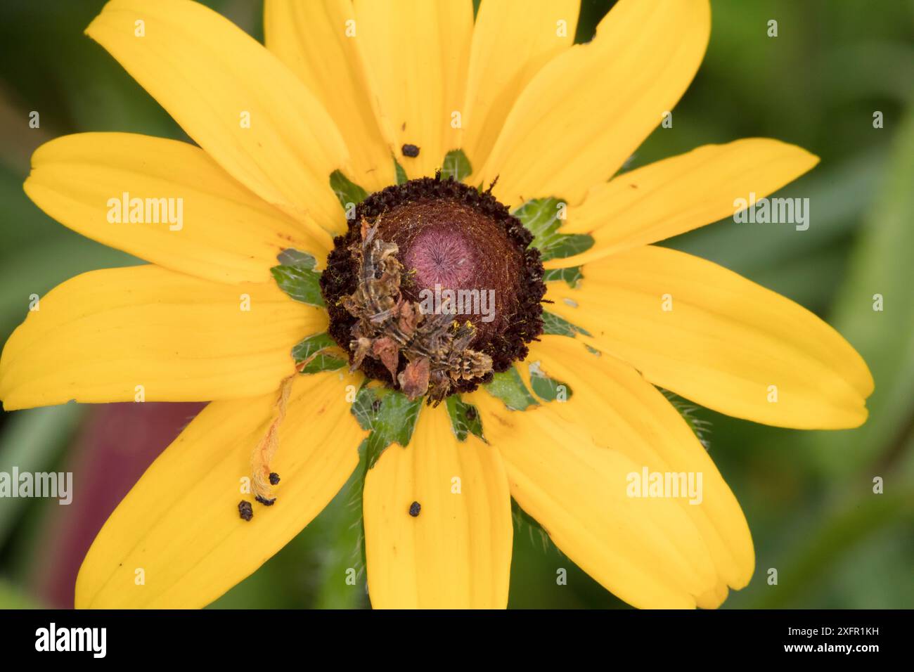 Wavy-lined Emerald Moth (Synchlora aerata) which camouflages itself by ...