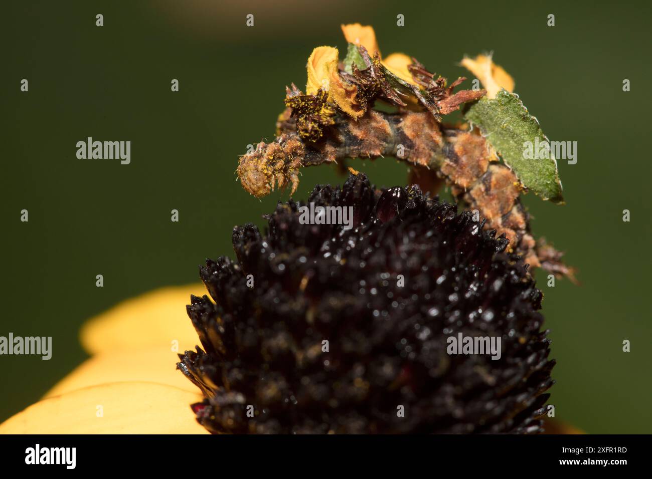 Wavy-lined emerald moth caterpillar (Synchlora aerata) which ...