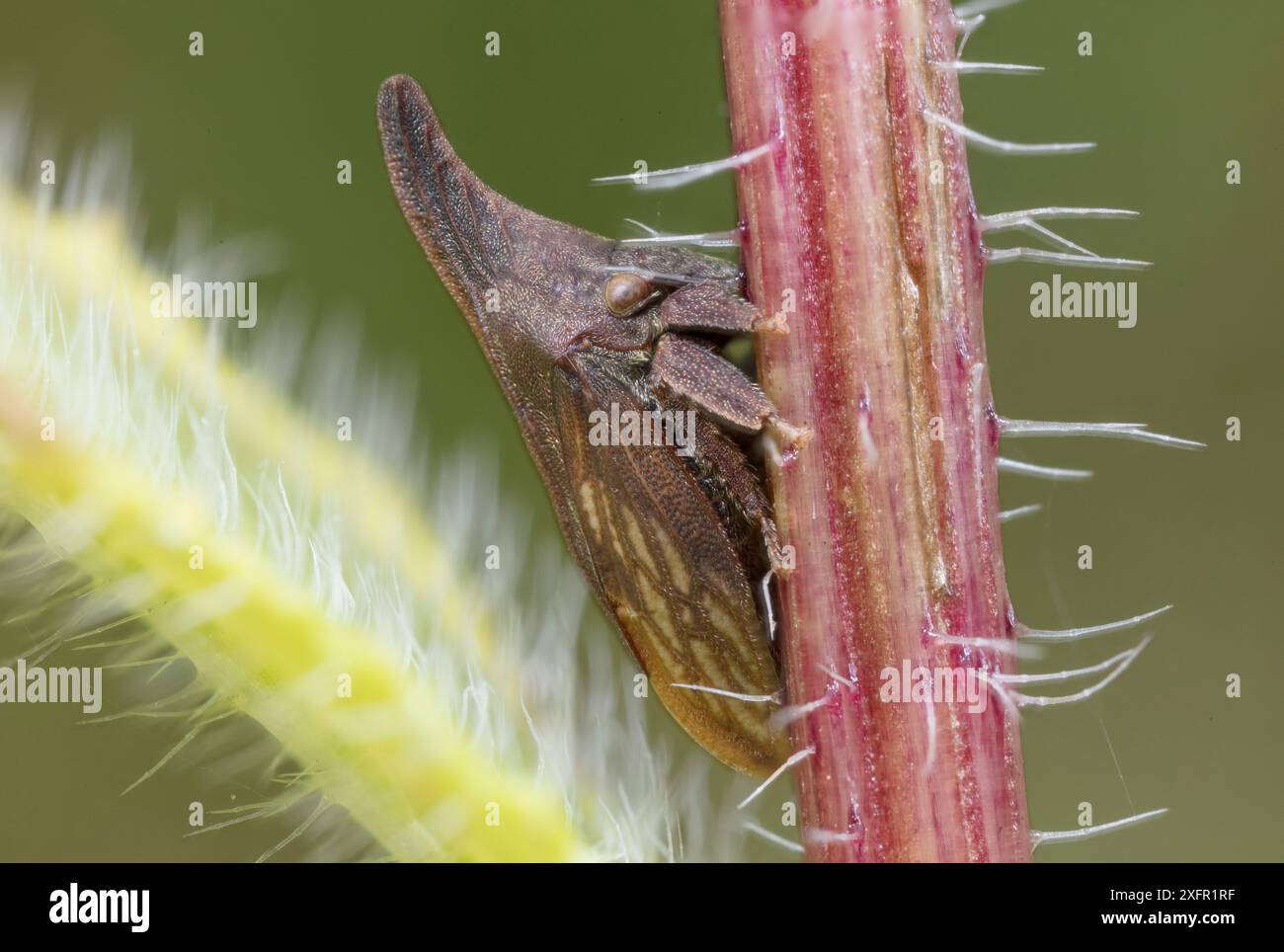 Wide-footed treehopper (Campylenchia latipes) on Black-eyed susan ...