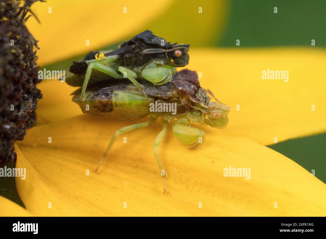 Ambush bug (Phymata sp) on Black-eyed susan (Rudbeckia hirta) on shield ...
