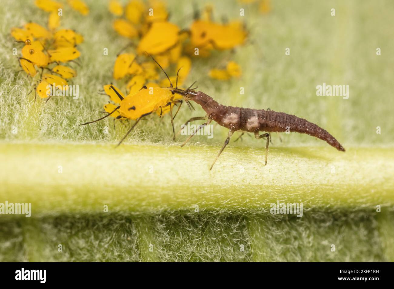 Brown lacewing (Hemerobiidae) larva feeding on Oleander Aphid (Aphis ...