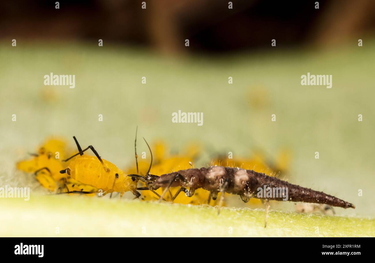 Brown lacewing (Micromus sp) larva eating Oleander aphid (Aphis nerii ...