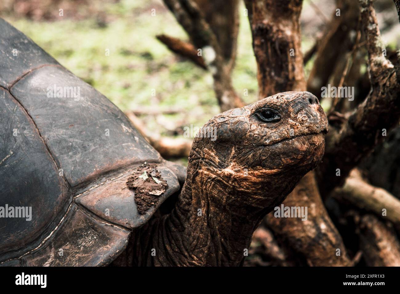 Captivating close-up of a Galapagos giant tortoise, showcasing its ...