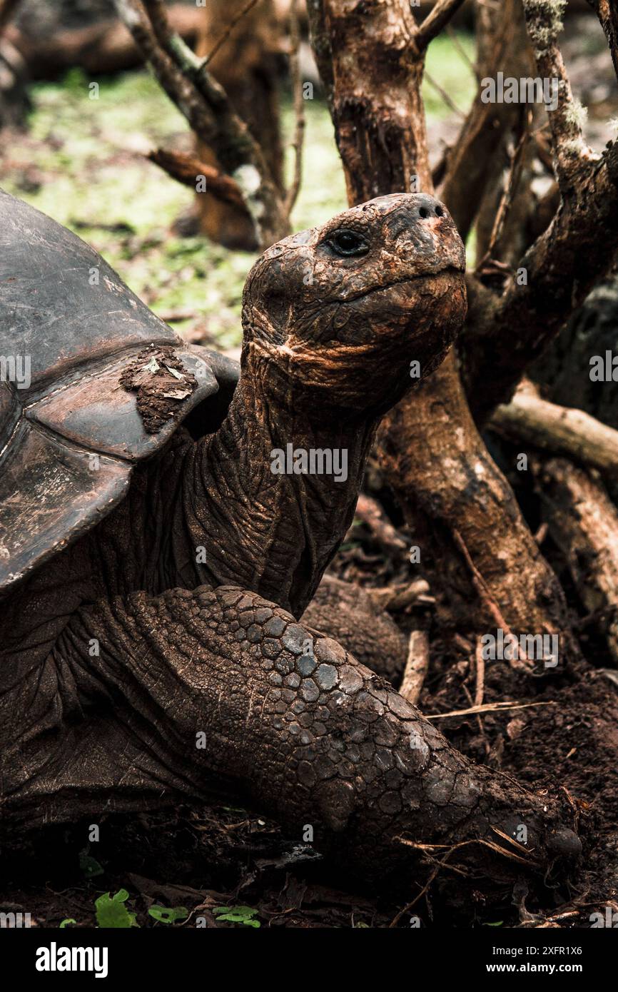 A close-up of a Galapagos giant tortoise in its natural habitat ...