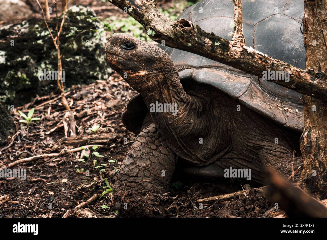 Captivating close-up of a Galapagos giant tortoise in its natural ...