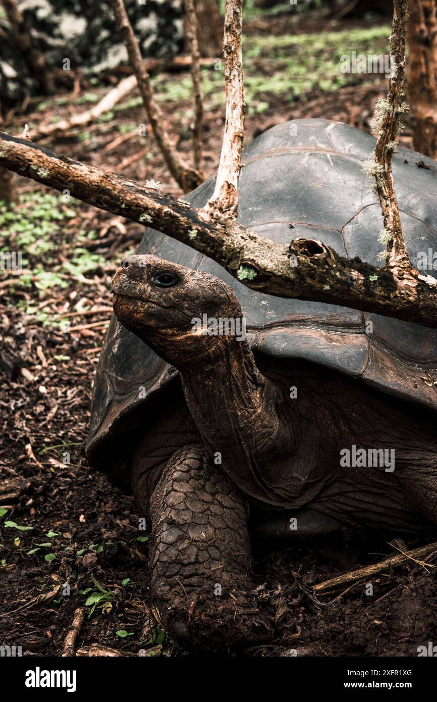 Experience the majestic presence of a Galapagos tortoise in its natural ...
