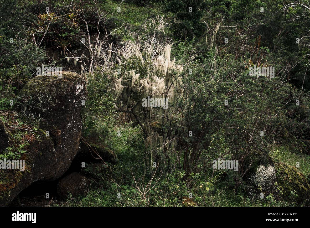 Dense greenery and moss-covered rocks in the Galapagos, showcasing the ...