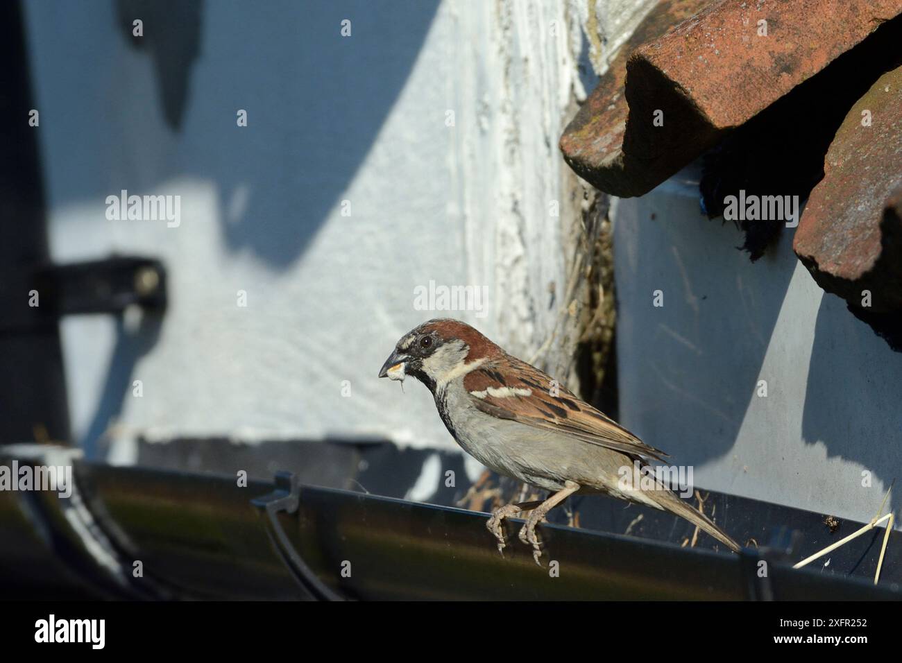 House sparrow (Passer domesticus) male perched on a roof gutter near ...