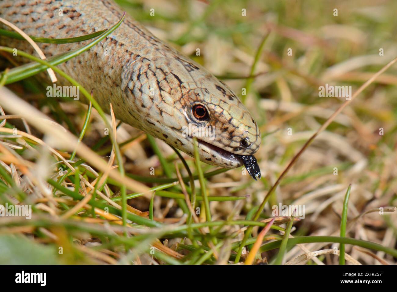Slow pick up hi-res stock photography and images - Alamy