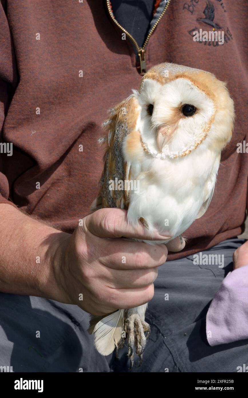 Barn owl (Tyto alba) chick held after being ringed during a licensed ...