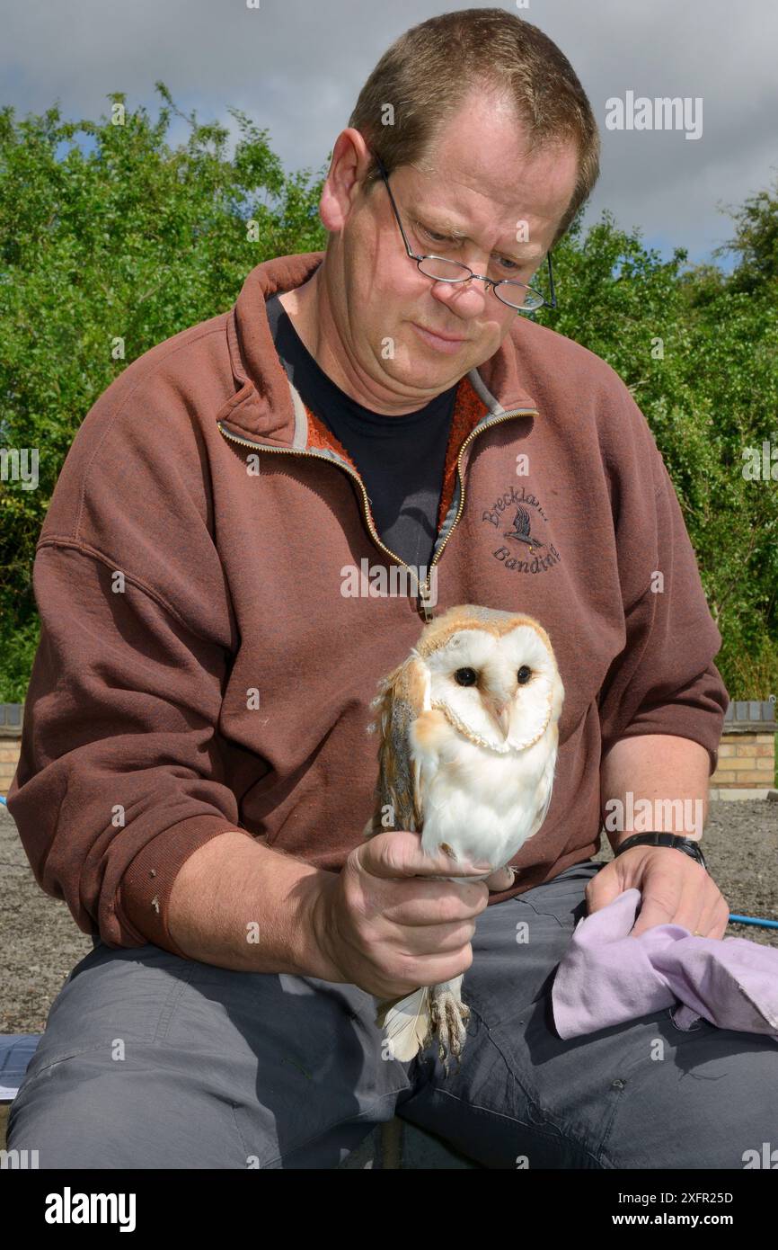 Barn owl (Tyto alba) chick being held after ringing during a licensed ...