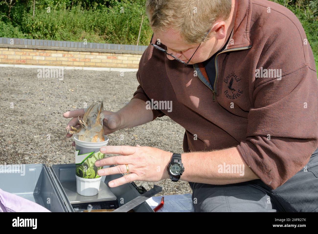 Barn owl (Tyto alba) chick being weighed after ringing during a ...