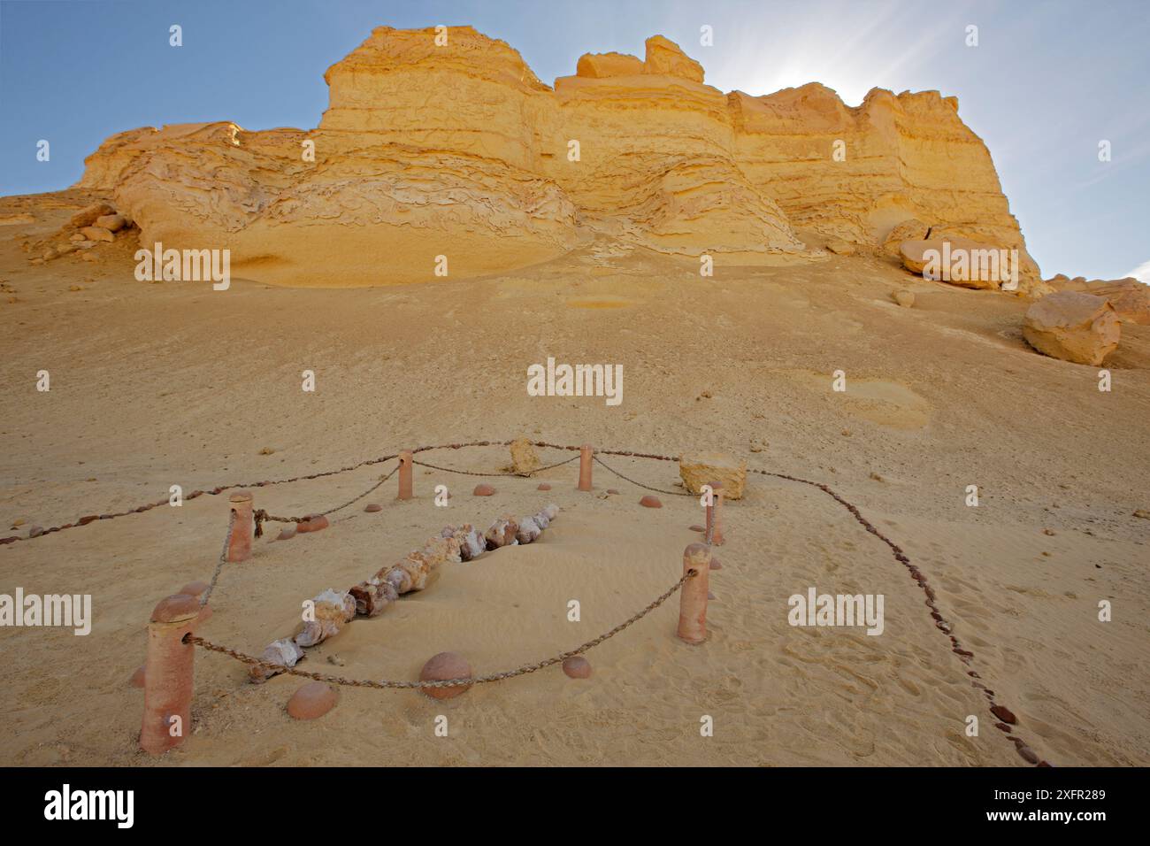 Whale skeleton, Wadi El Hitan (Whale Valley) National Park UNESCO World ...