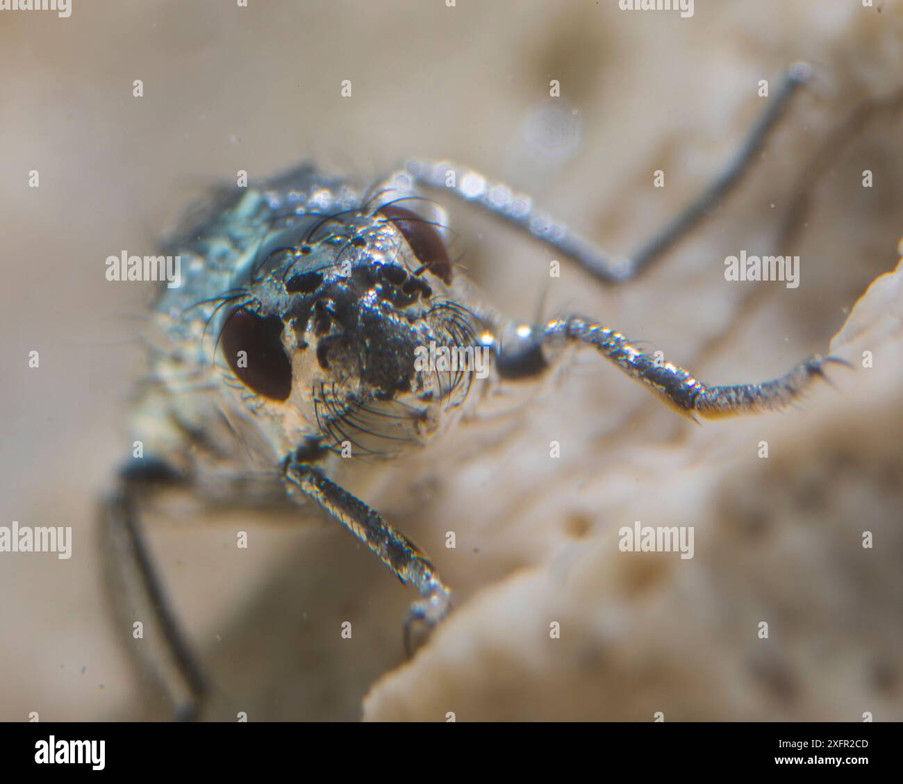 Ephydra hians hi-res stock photography and images - Alamy