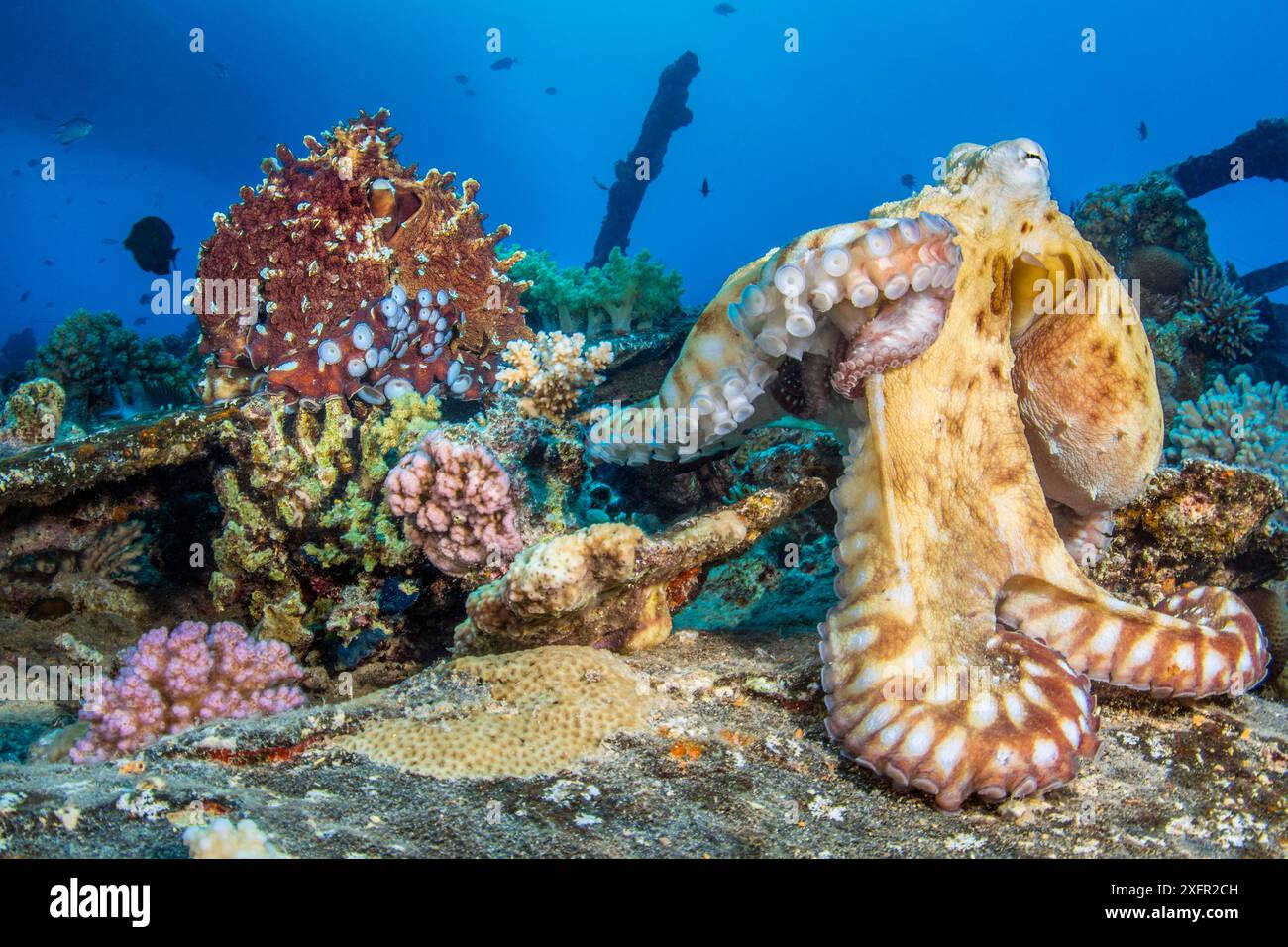 Day octopus (Octopus cyanea) darker male reaching over and mates with a ...