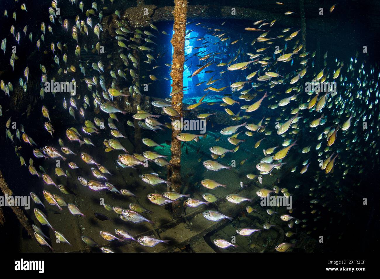 Schooling sweepers (Pempheris schwenkii) inside the engine room of the ...