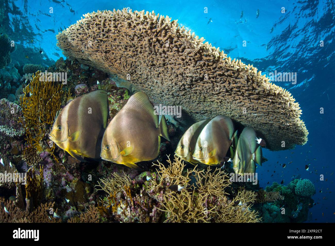 Group of Circular spadefish (Platax orbicularis) gather at a cleaning ...