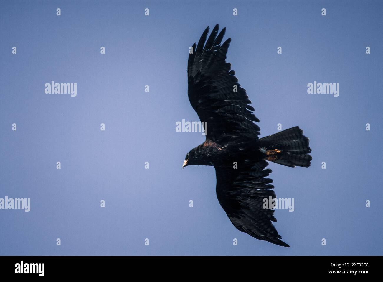 A Galapagos hawk spreads its wings, gliding gracefully against the ...