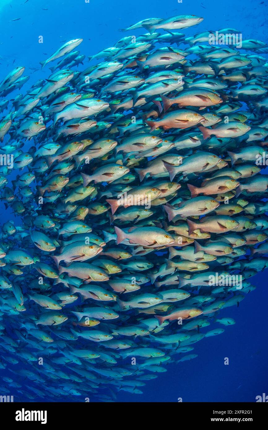 School of Bohar snapper (Lutjanus bohar) in open water close to a coral ...