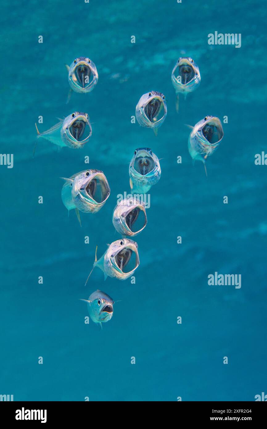 Striped mackerel (Rastrelliger kanagurta) with mouths wide open as they ...
