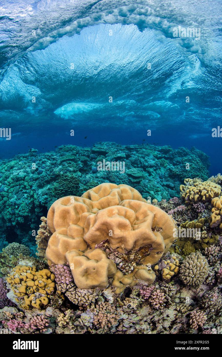Brain coral (Platygyra daedalea) beneath a breaking storm wave, on a ...