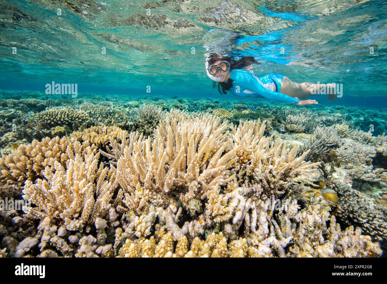 Woman snorkeling over a coral reef that is reflected on the surface ...
