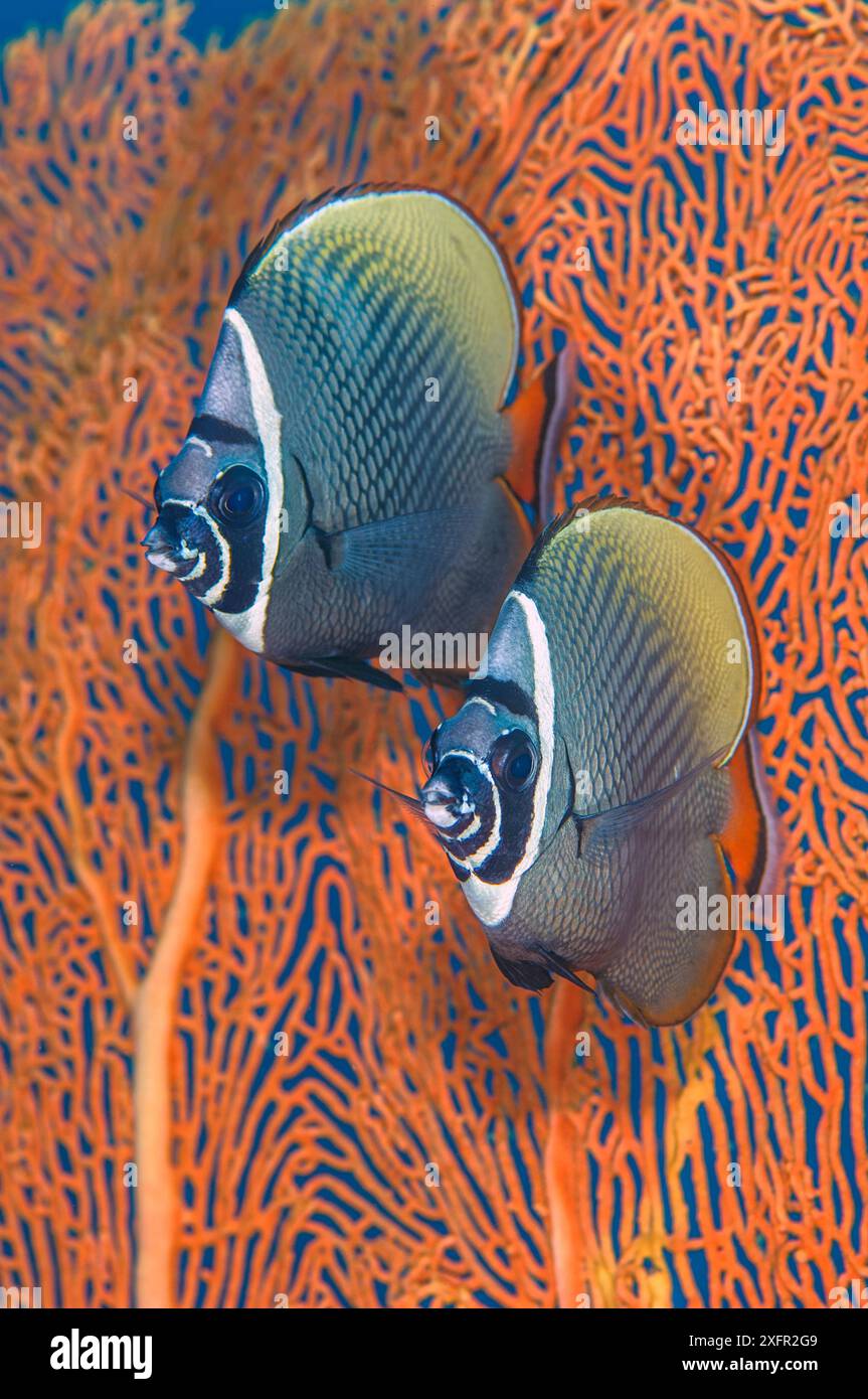 Redtail butterflyfish (Chaetodon collare) pair in front of a smooth Sea ...