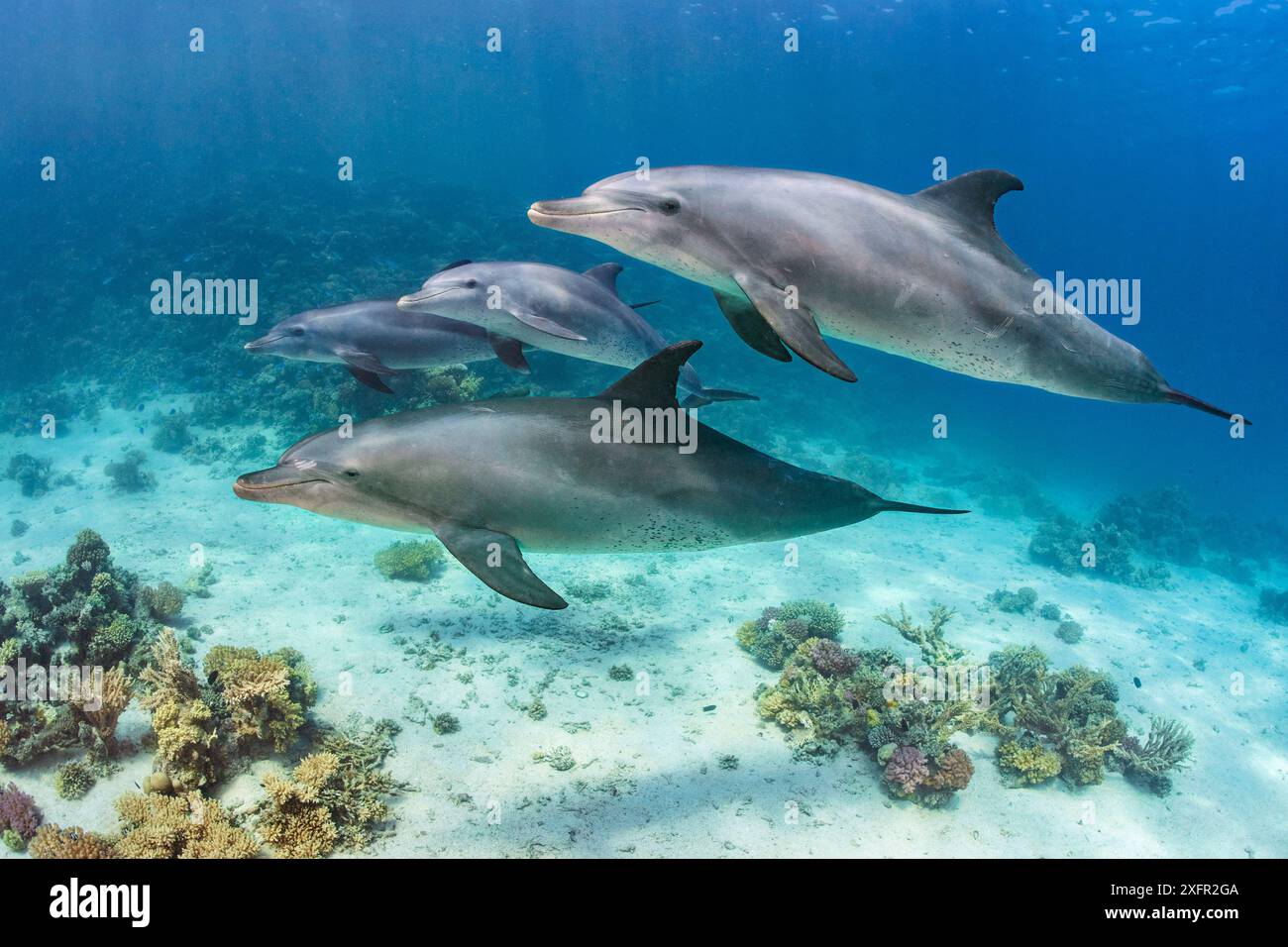 Pod of Indian Ocean bottlenose dolphin (Tursiops adunctus) swim over a ...